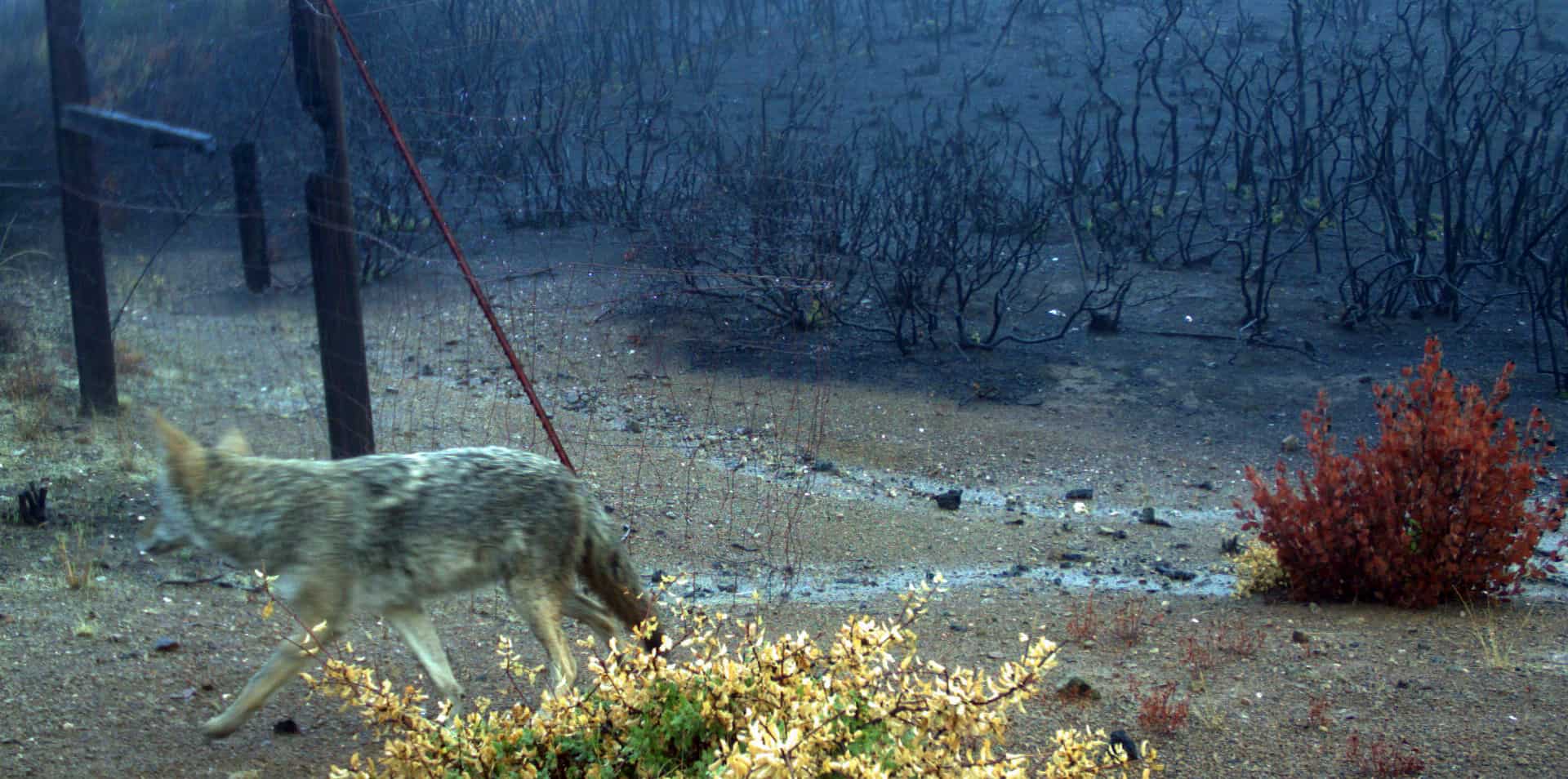 Wild Cam: In the face of megafire, some animals prove resilient - The ...