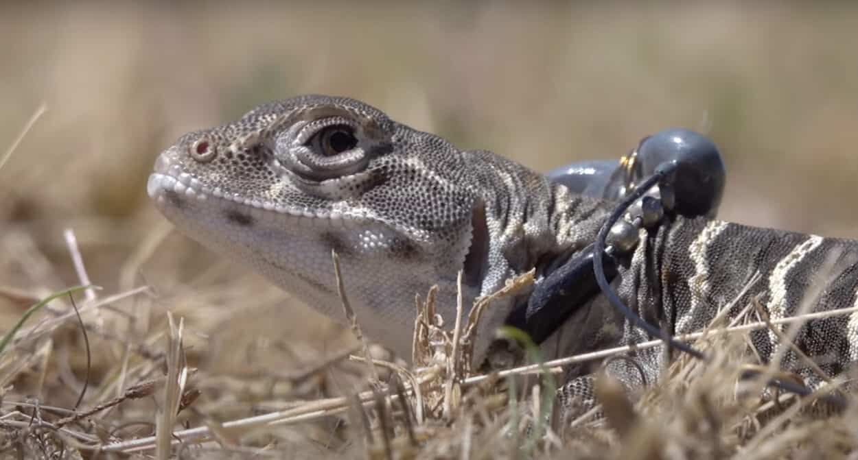 Watch: Returning an endangered lizard to the wild - The Wildlife Society