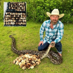 Contractor removes ‘record-breaking’ python nest from Everglades - The ...