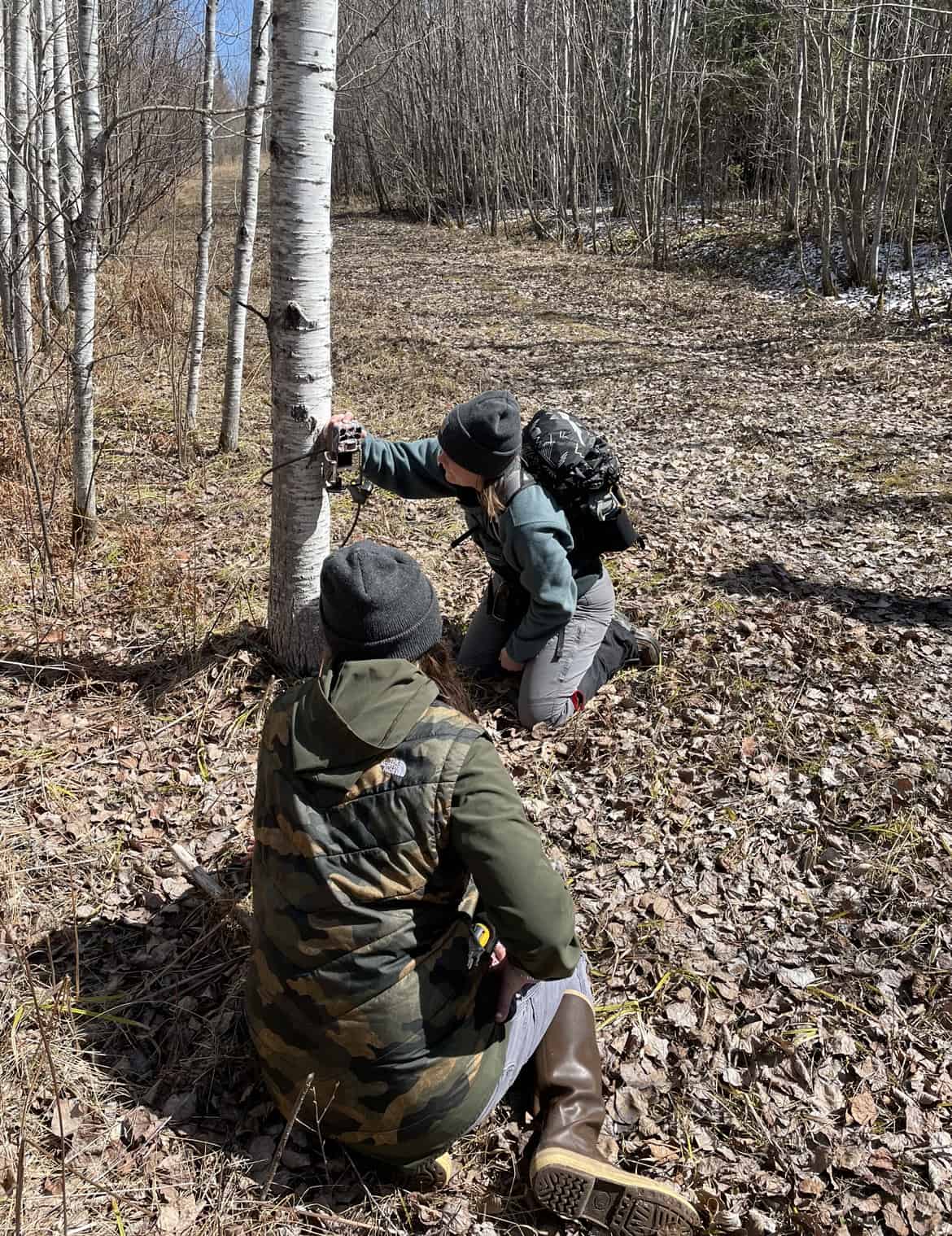 The fishing wolves of Voyageurs - The Wildlife Society