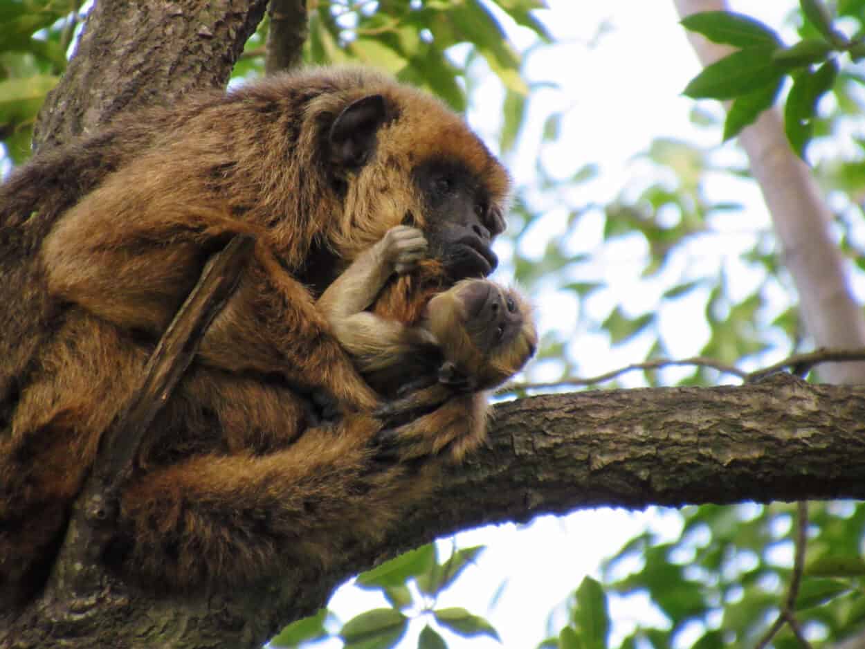 Q&A: Shedding light on urban birds - The Wildlife Society