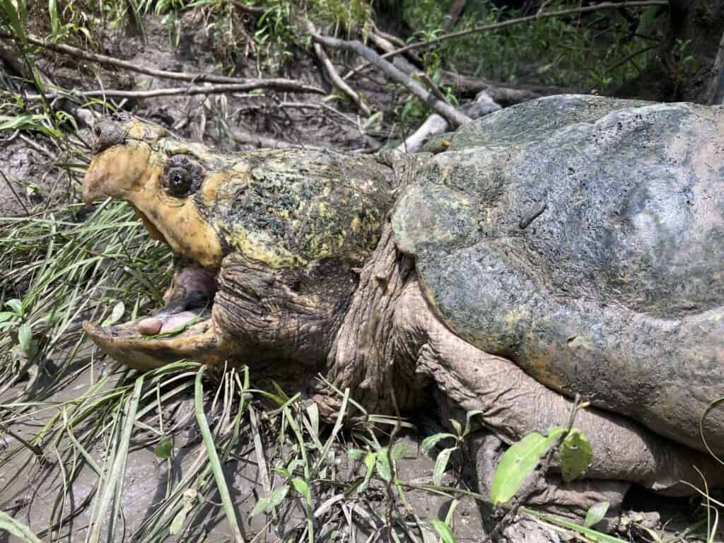 Wild Cam: Collar tracking more accurate than trail cameras - The ...