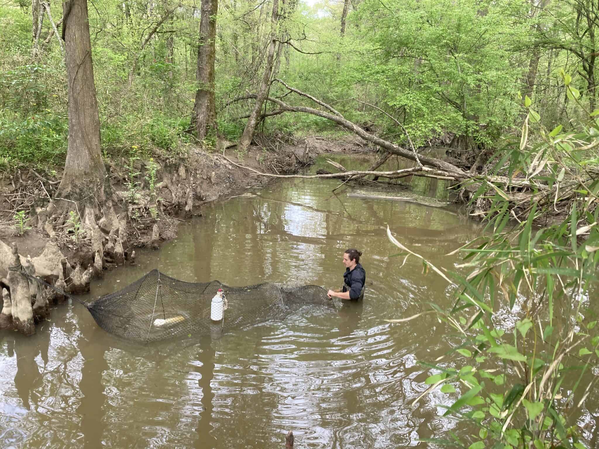 Wild Cam: Alligator snapping turtles doing well in Texas - The Wildlife ...
