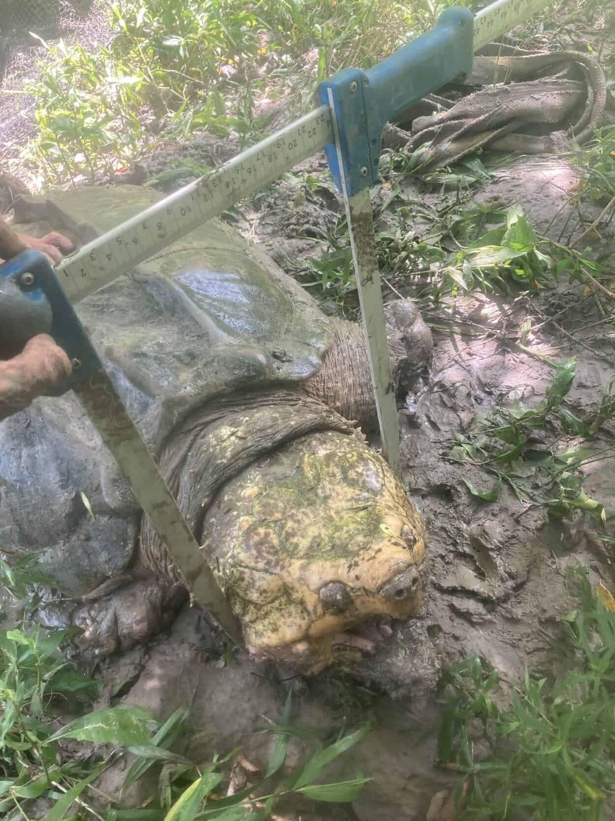 Wild Cam: Alligator snapping turtles doing well in Texas - The Wildlife Society
