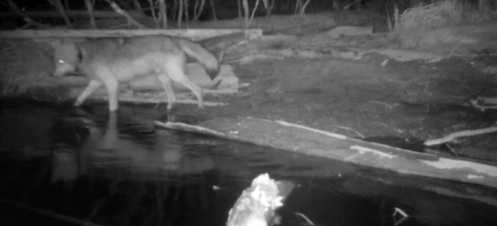 The fishing wolves of Voyageurs - The Wildlife Society