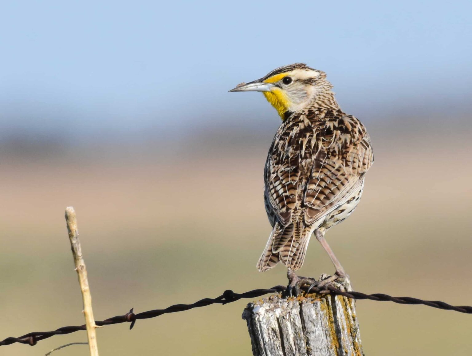 Grassland bird numbers are falling - The Wildlife Society