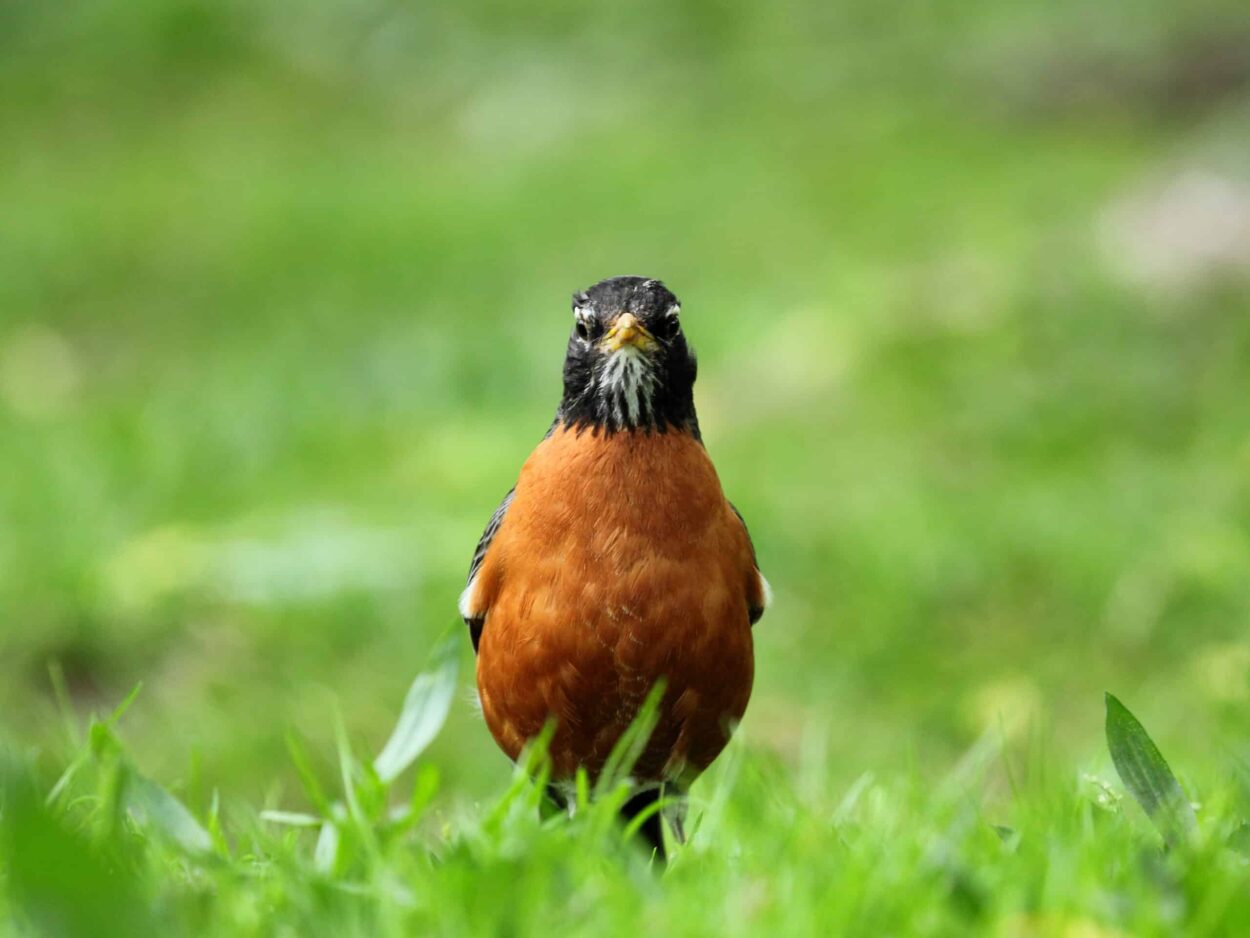 Luck Connects Research Bird from Illinois to Nicaragua - The Wildlife ...
