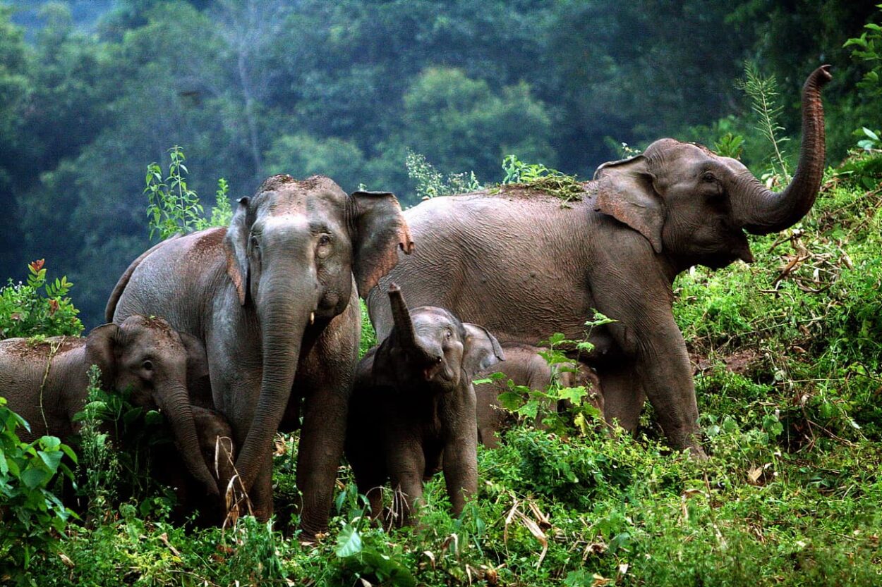 JWM: Corridors could ease elephant conflicts with Chinese farmers - The ...