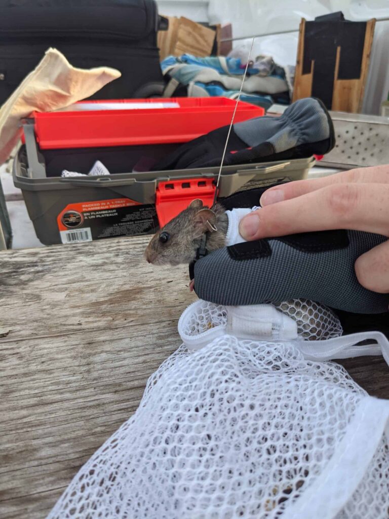 Rising seas push out specialized rat species in Florida Keys - The ...