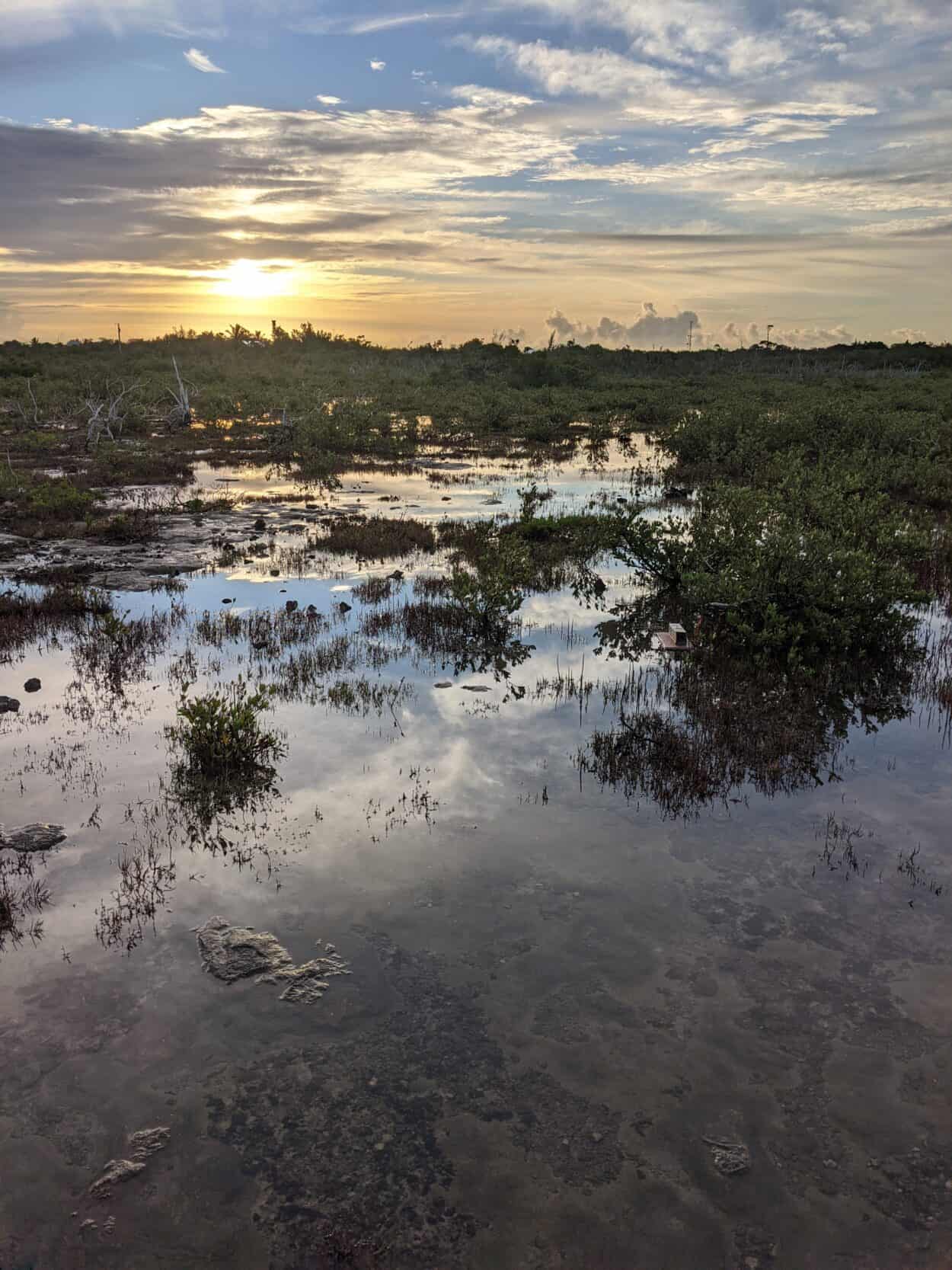 Rising seas push out specialized rat species in Florida Keys - The ...