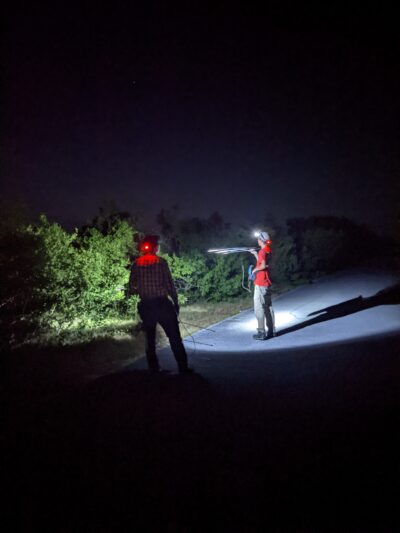 Rising seas push out specialized rat species in Florida Keys - The ...