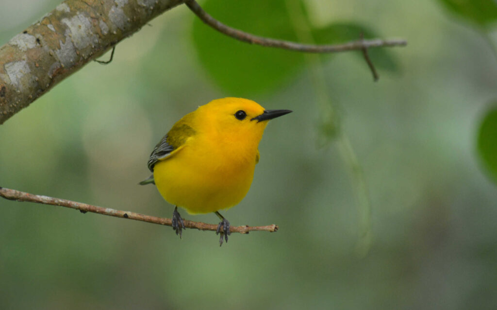 Small, migratory birds may be vulnerable to climate change - The ...