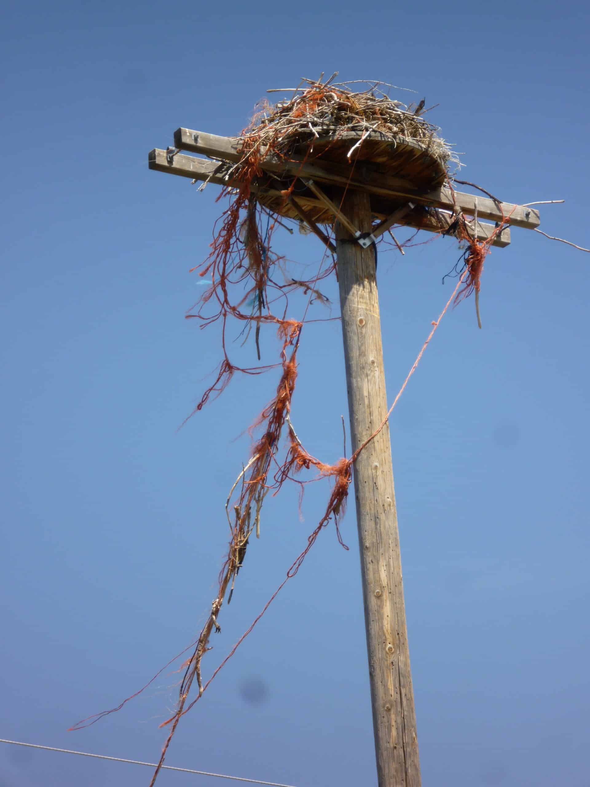 Plastic twine is killing osprey chicks - The Wildlife Society