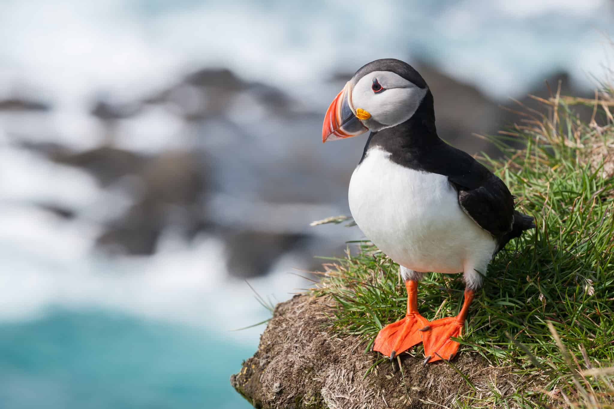 Maine’s puffins on upward swing - The Wildlife Society