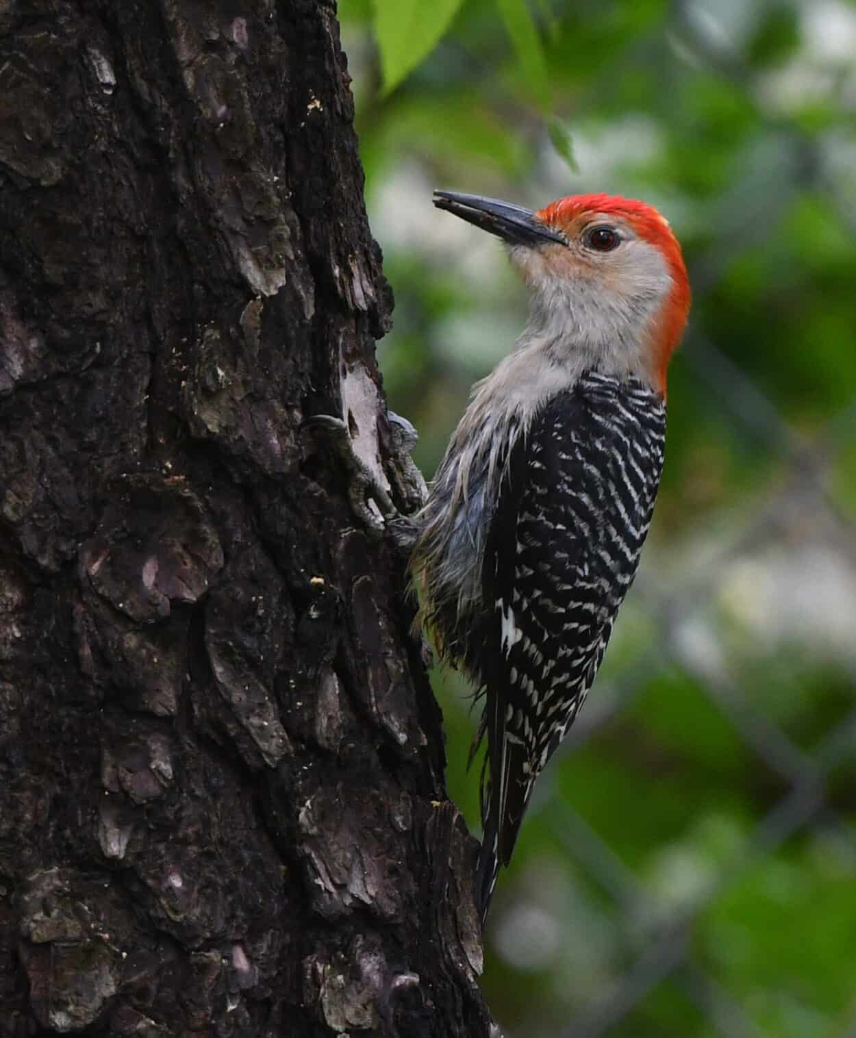 Small, migratory birds may be vulnerable to climate change - The ...