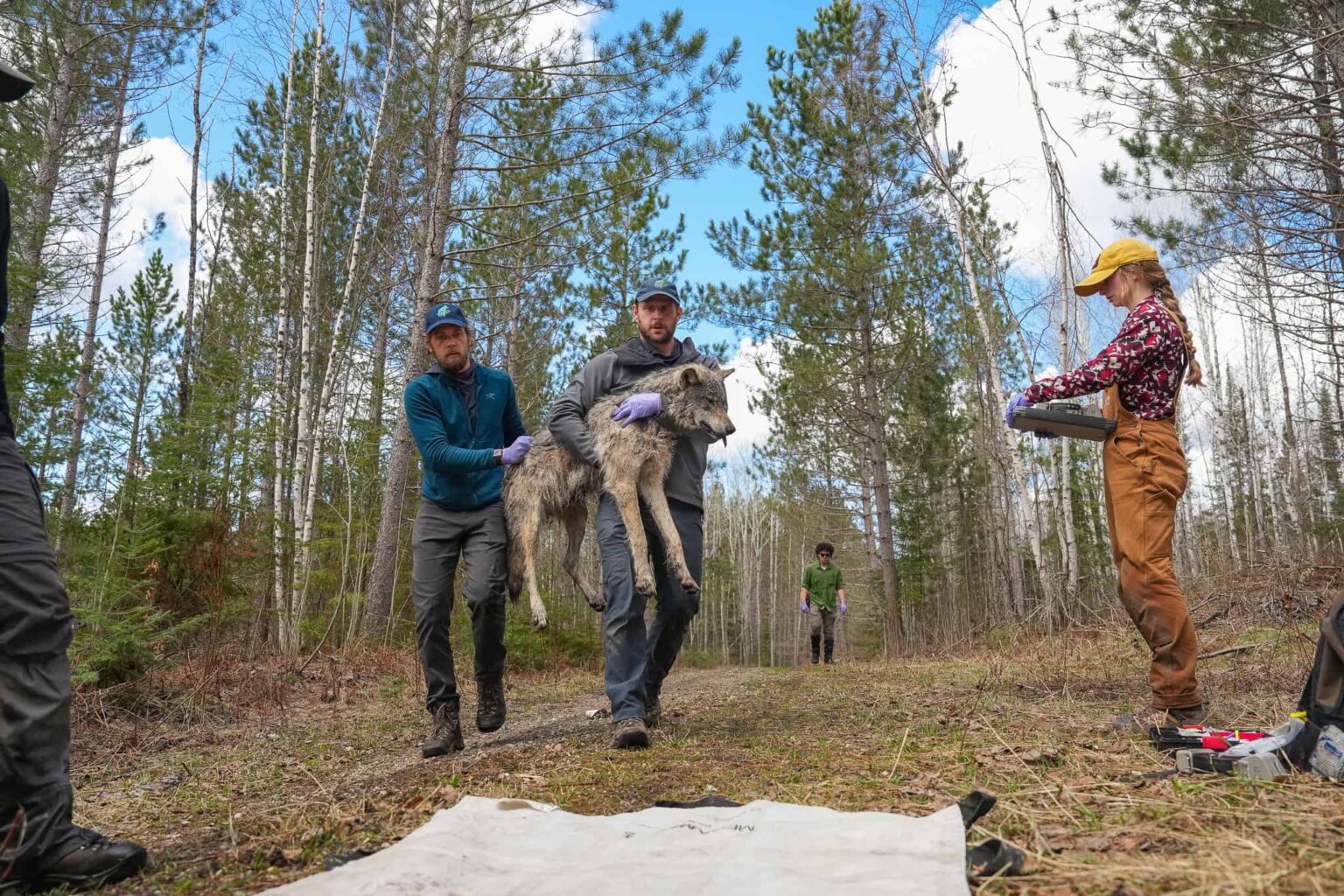 Predators create ecological hot spots - The Wildlife Society