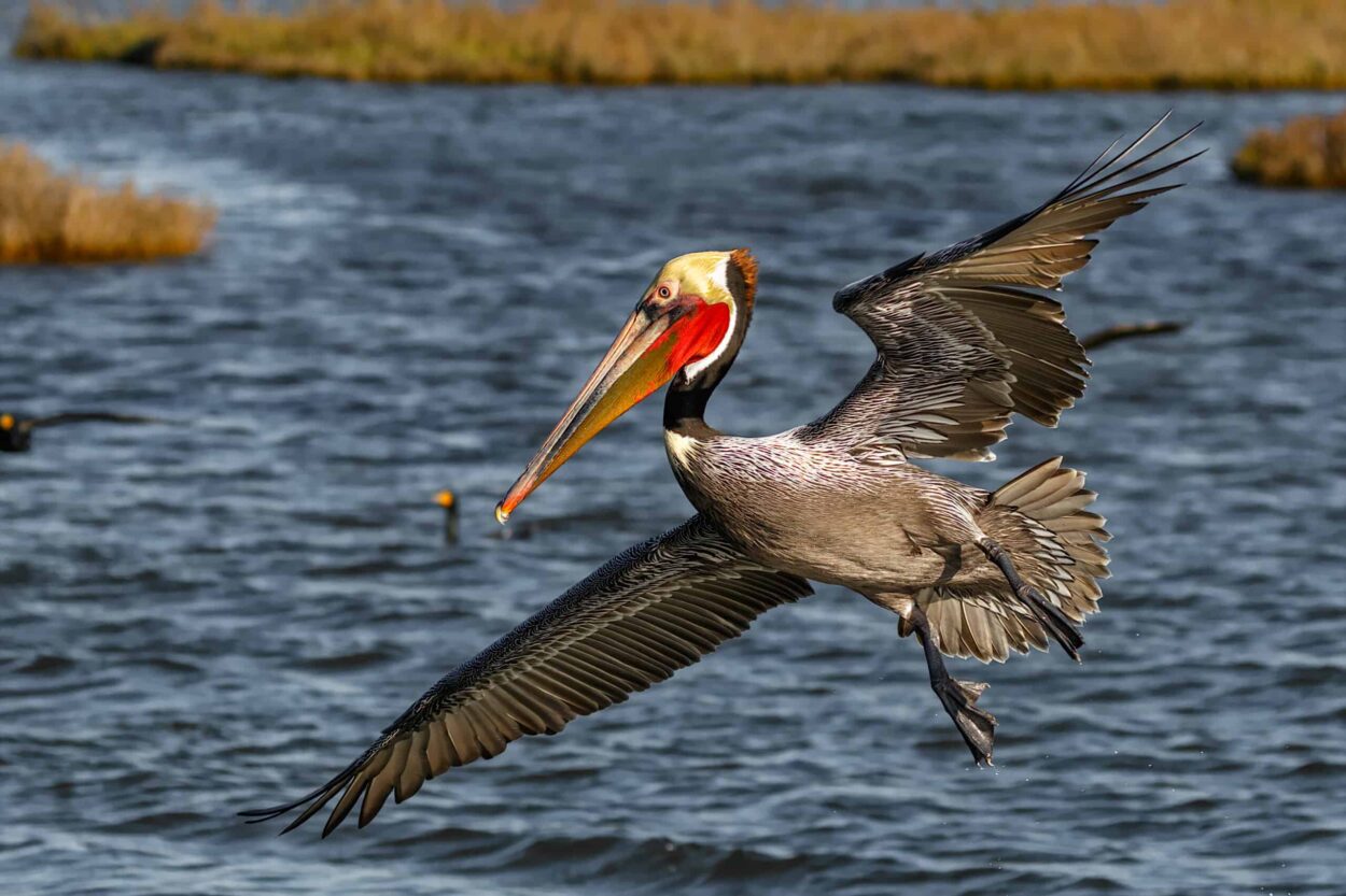 New WOTUS rule leaves American wetlands vulnerable - The Wildlife Society
