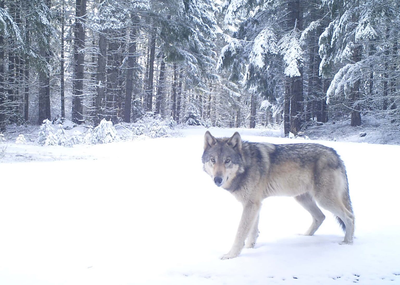 USFWS issues new Colorado gray wolf designation - The Wildlife Society