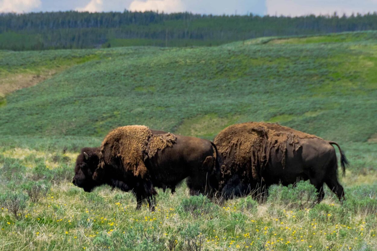 Mass bison kill in 1800s has lasting legacy on Indigenous people - The ...