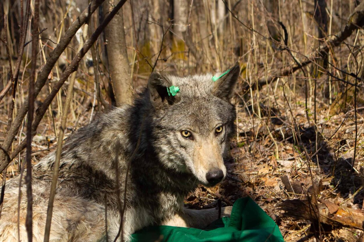 Hunters and Anglers Protest Land Transfers - The Wildlife Society