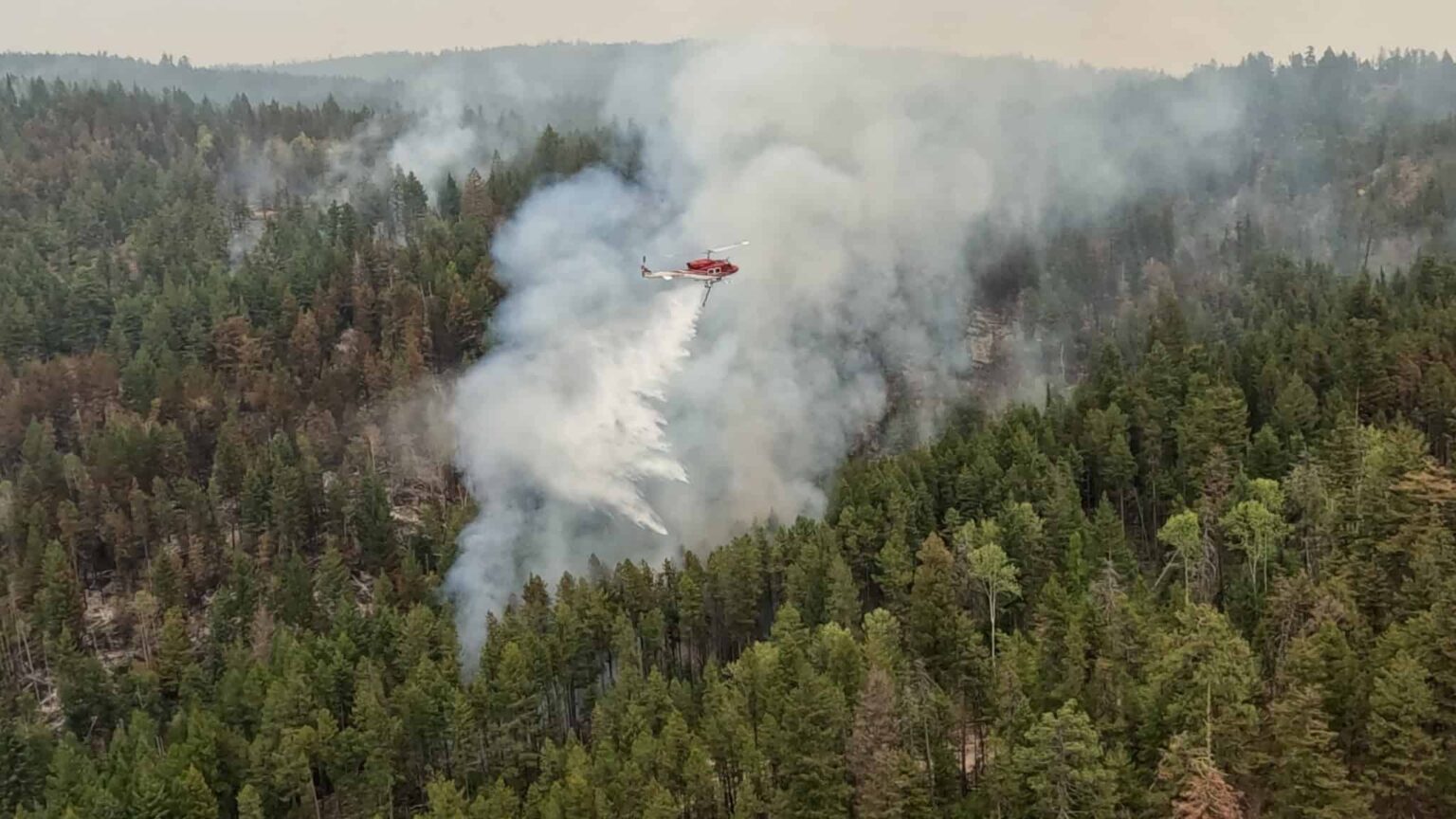 Fires can be stressful to wildlife - The Wildlife Society