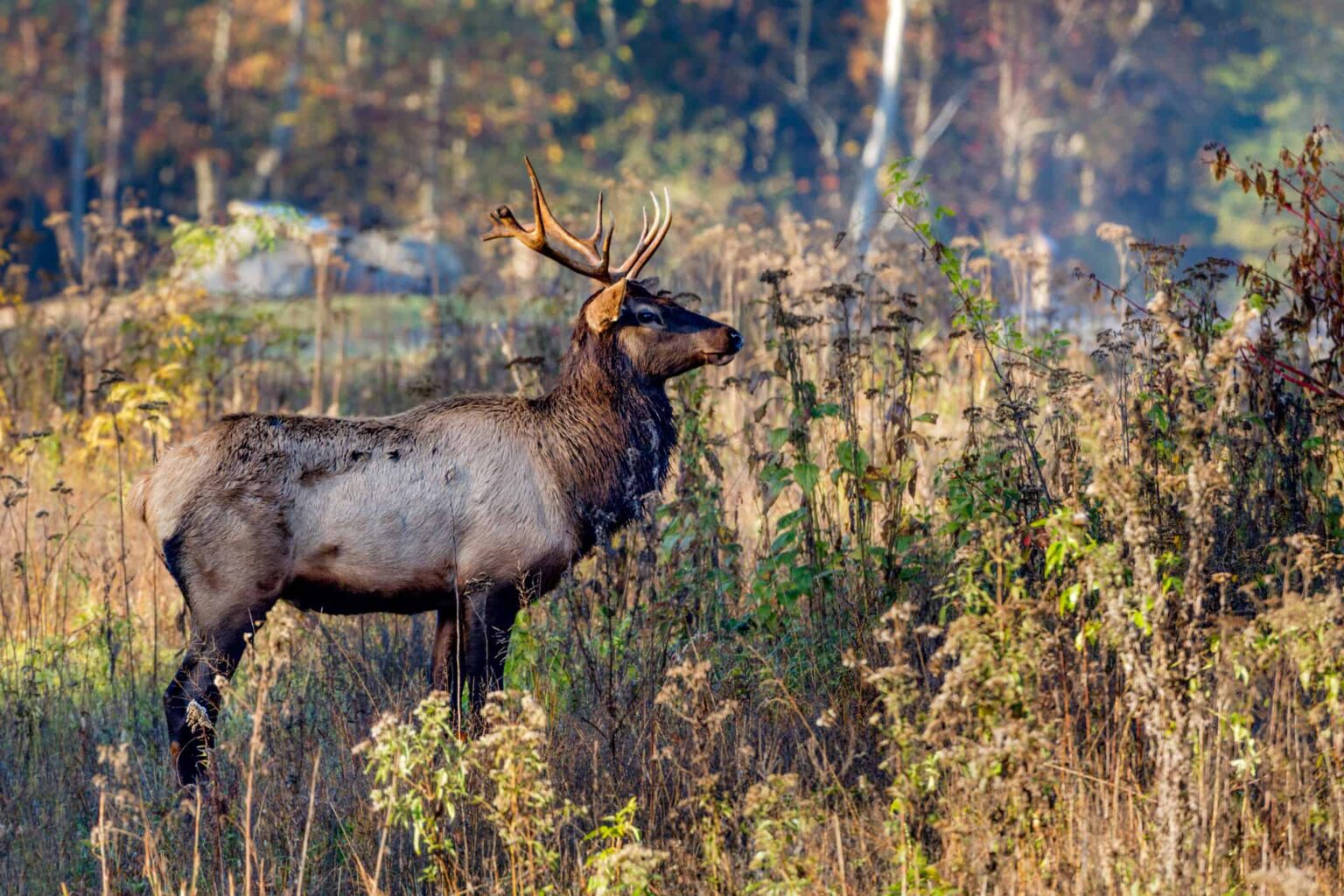 Kentucky honored for elk restoration - The Wildlife Society