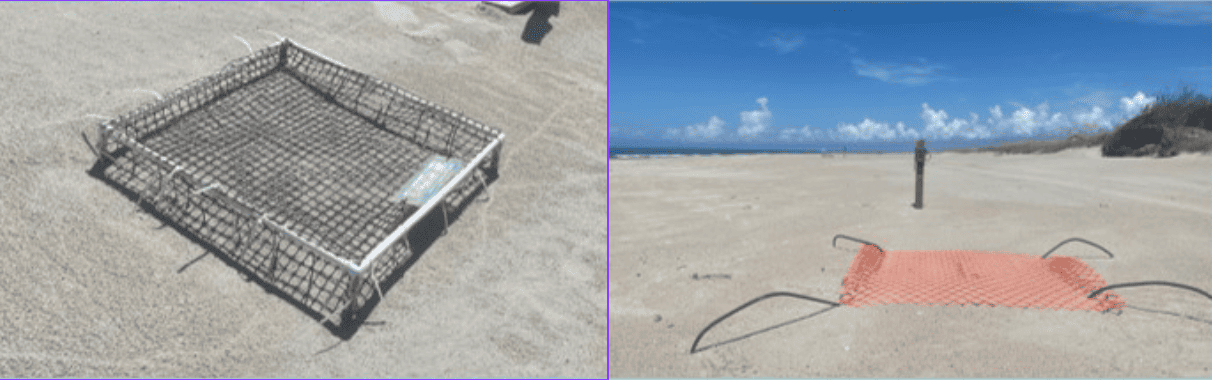 Predator exclusion cages aren’t a trap for sea turtles - The Wildlife ...
