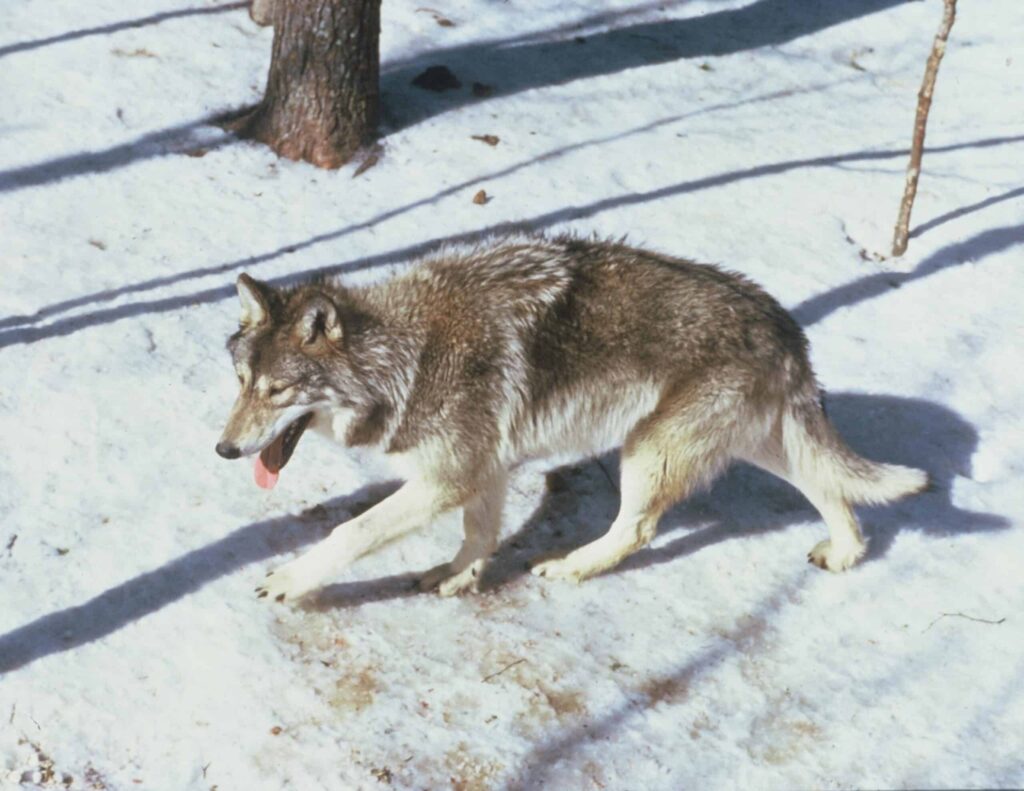 Gray wolf recovery brings new management challenges - The Wildlife Society