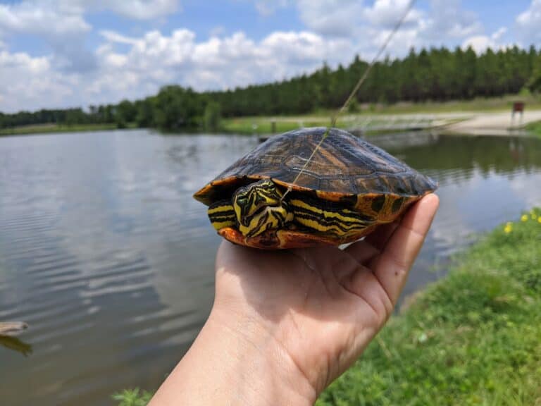 WSB: Metal detectors uncover ingested fishhooks in turtles - The ...