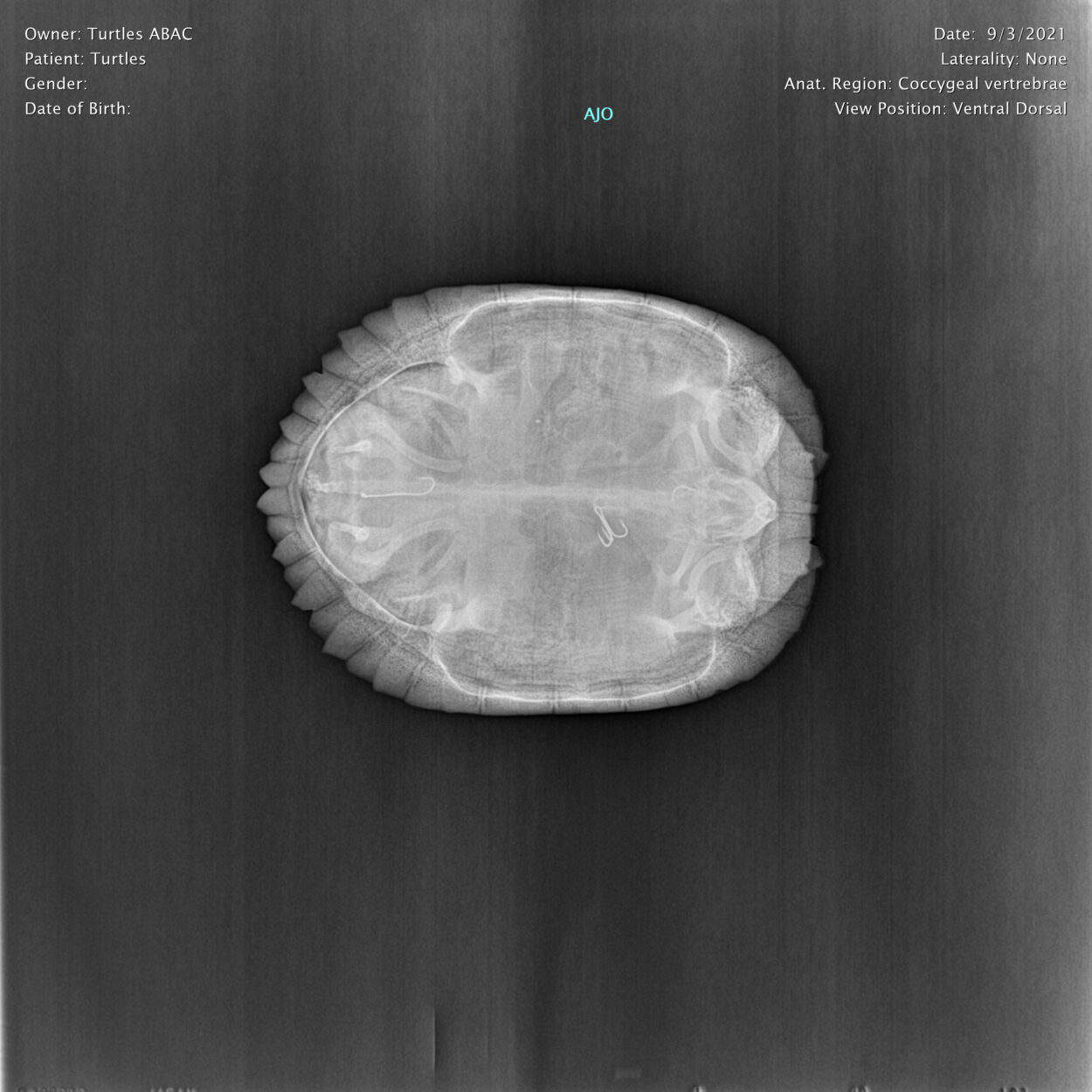 WSB: Metal detectors uncover ingested fishhooks in turtles - The ...