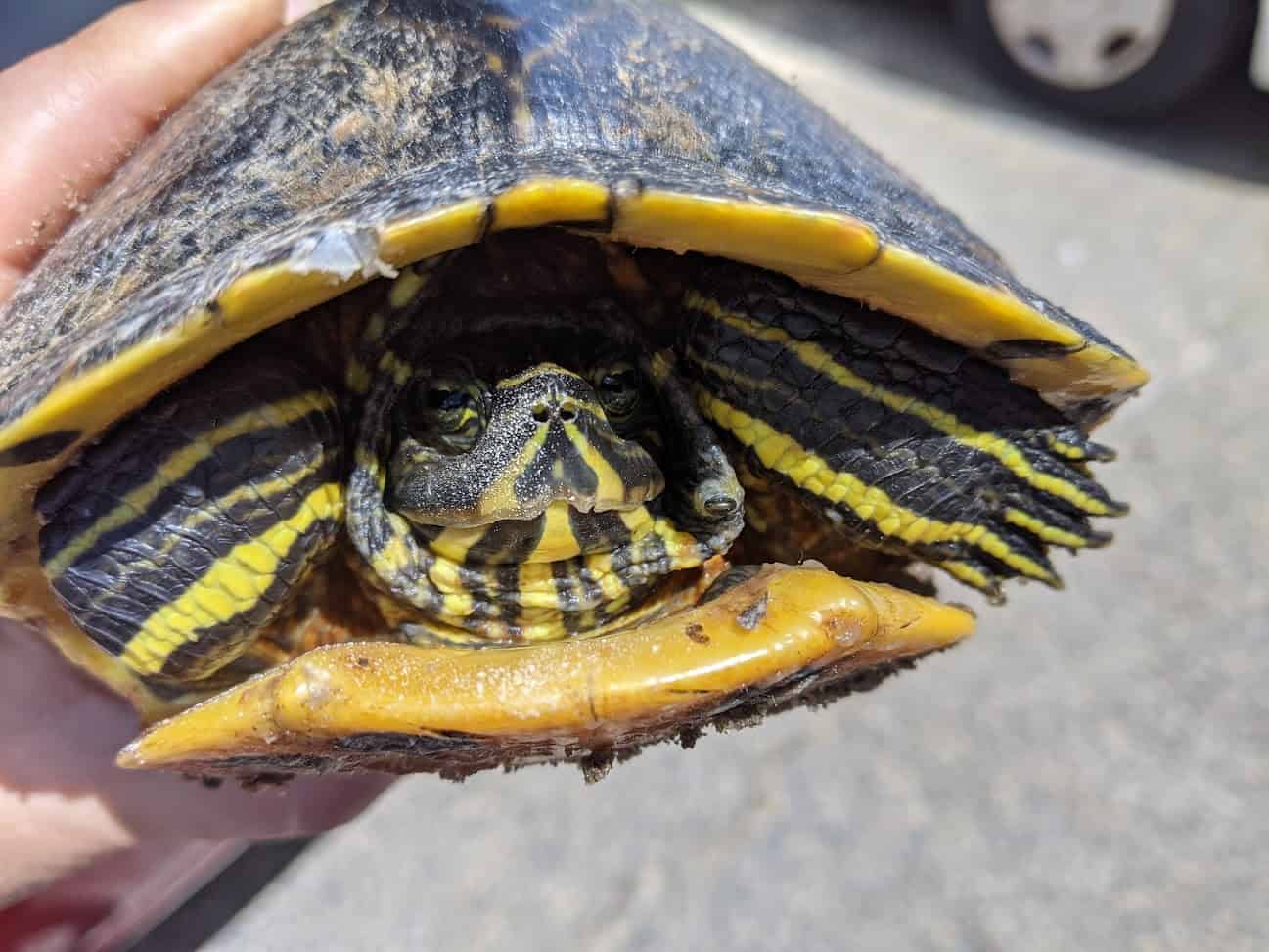 WSB: Metal detectors uncover ingested fishhooks in turtles - The ...