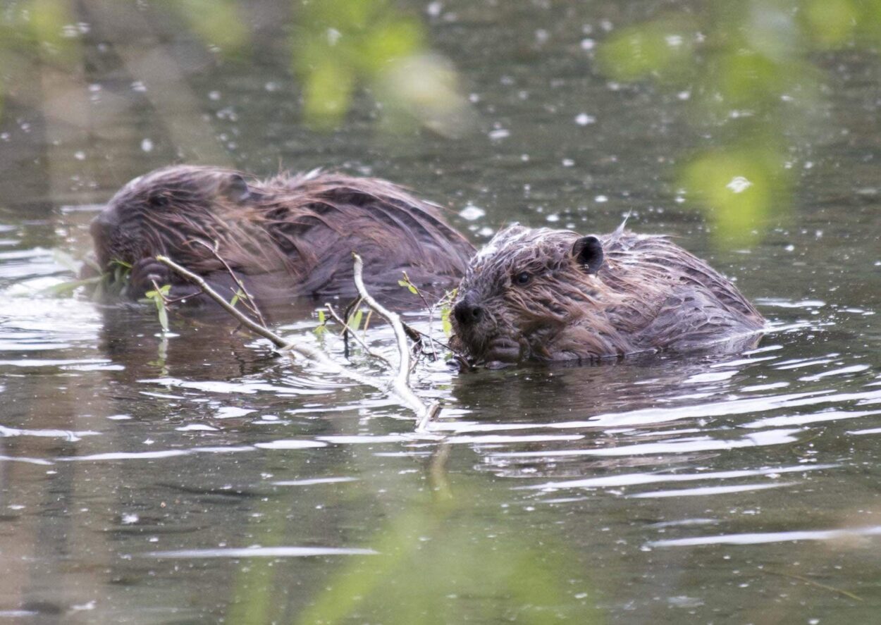 Arctic beavers may exacerbate climate change - The Wildlife Society