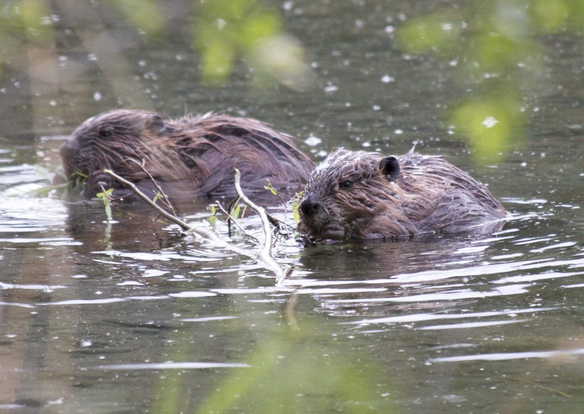 Arctic beavers may exacerbate climate change - The Wildlife Society