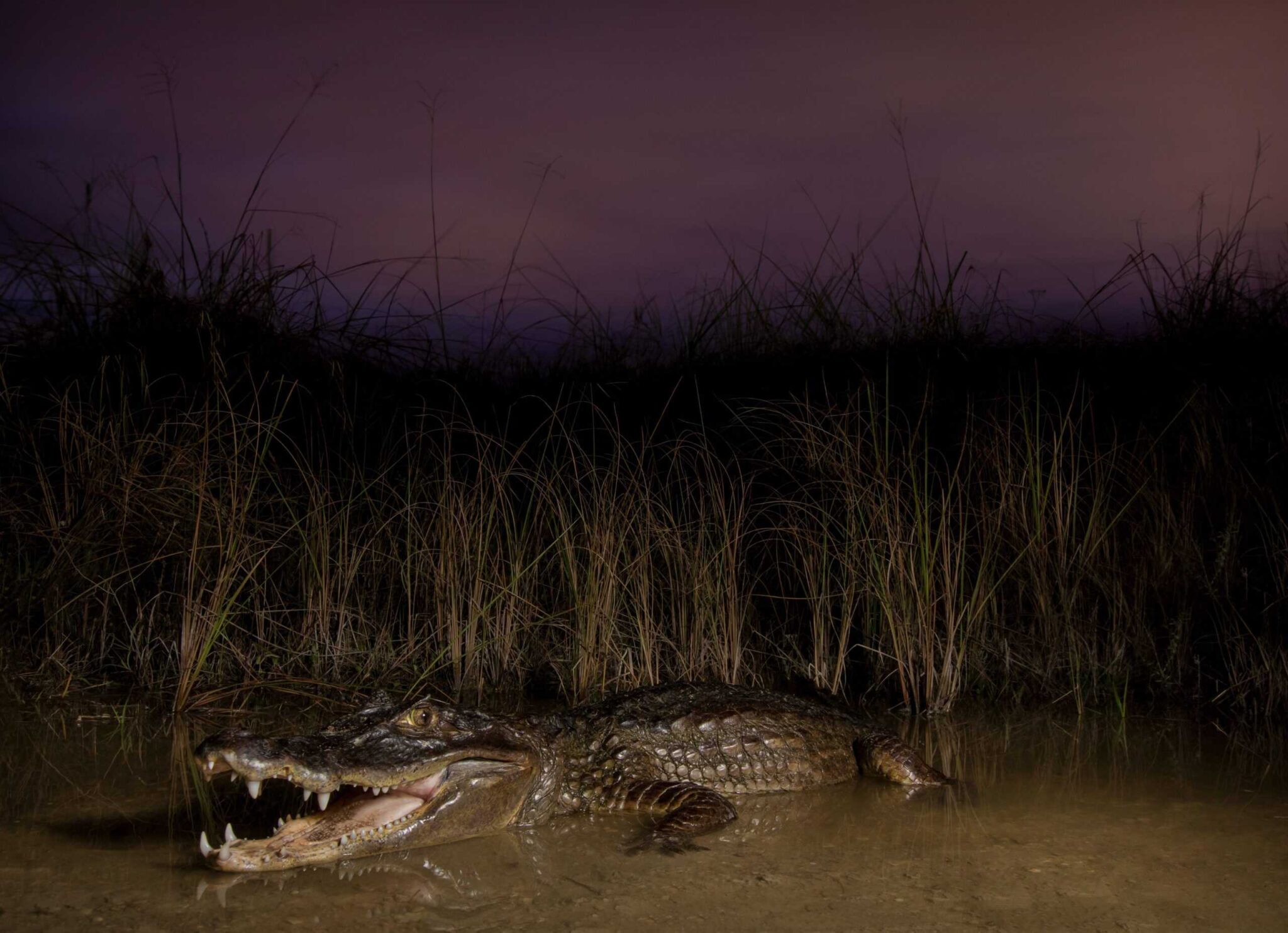 Wild Cam: Targeting invasive caiman hatchlings helps with their population removal - The ...