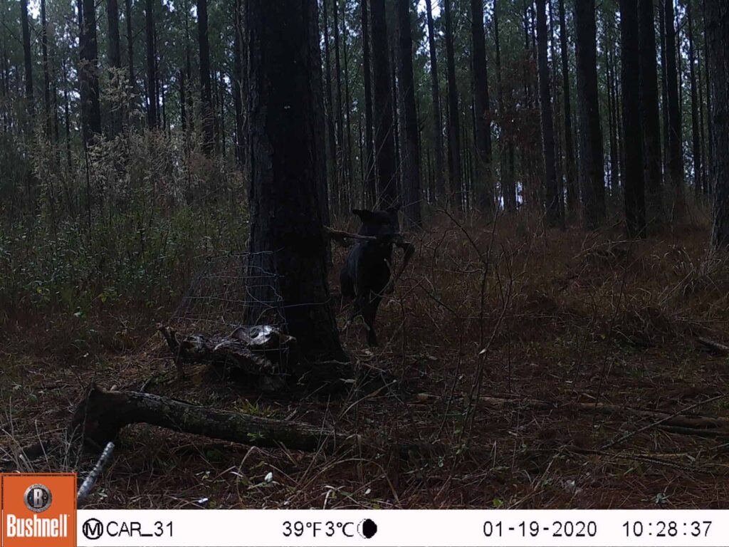 Wild Cam: Coyote scavenging affects small carnivore behavior - The ...