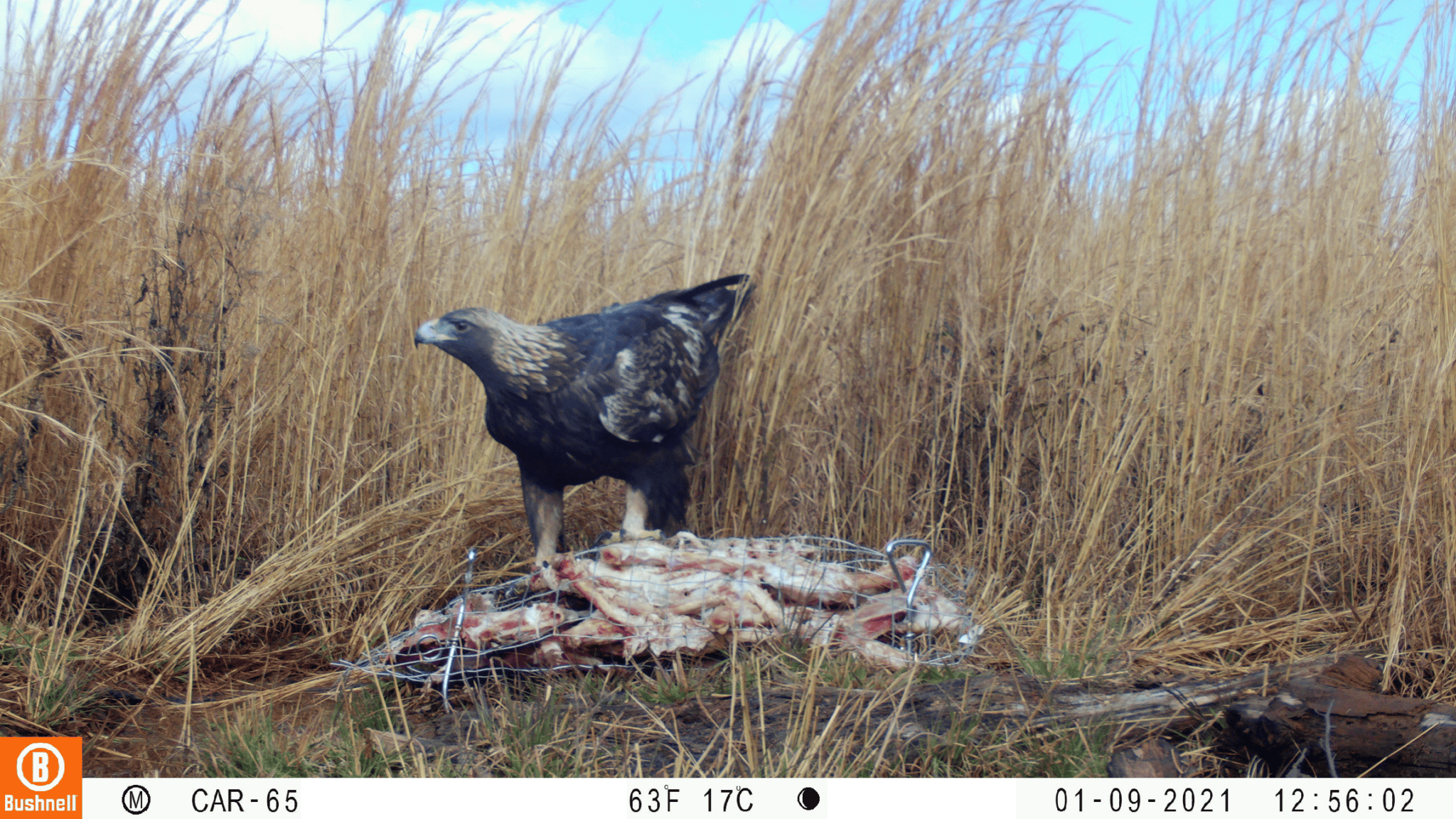 Wild Cam: Coyote scavenging affects small carnivore behavior - The Wildlife Society