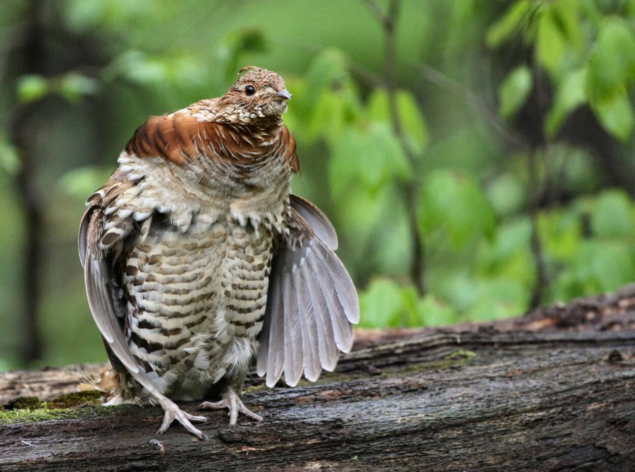 Ruffed grouse genetics consistent across Pennsylvania - The Wildlife ...
