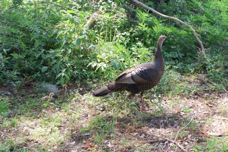 Hawaii’s Invertebrates Dwindling Fast - The Wildlife Society