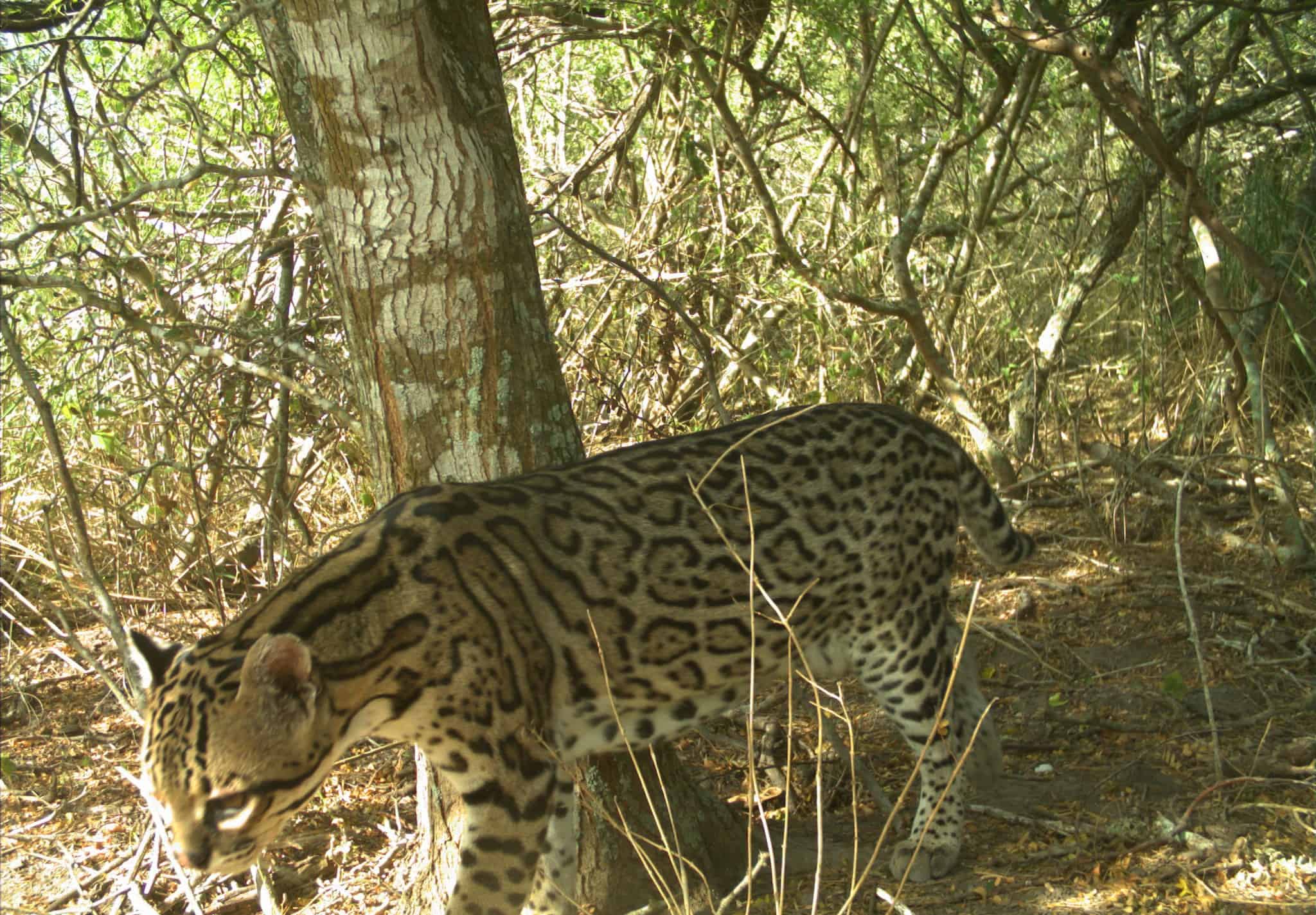 TWS2022: Private ranches host largest U.S. ocelot population - The ...