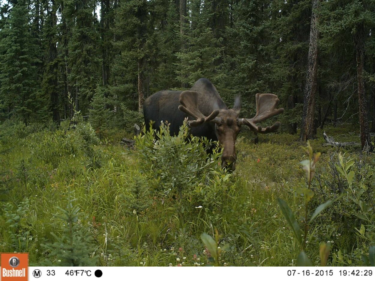 Moose gravitate toward seismic lines - The Wildlife Society