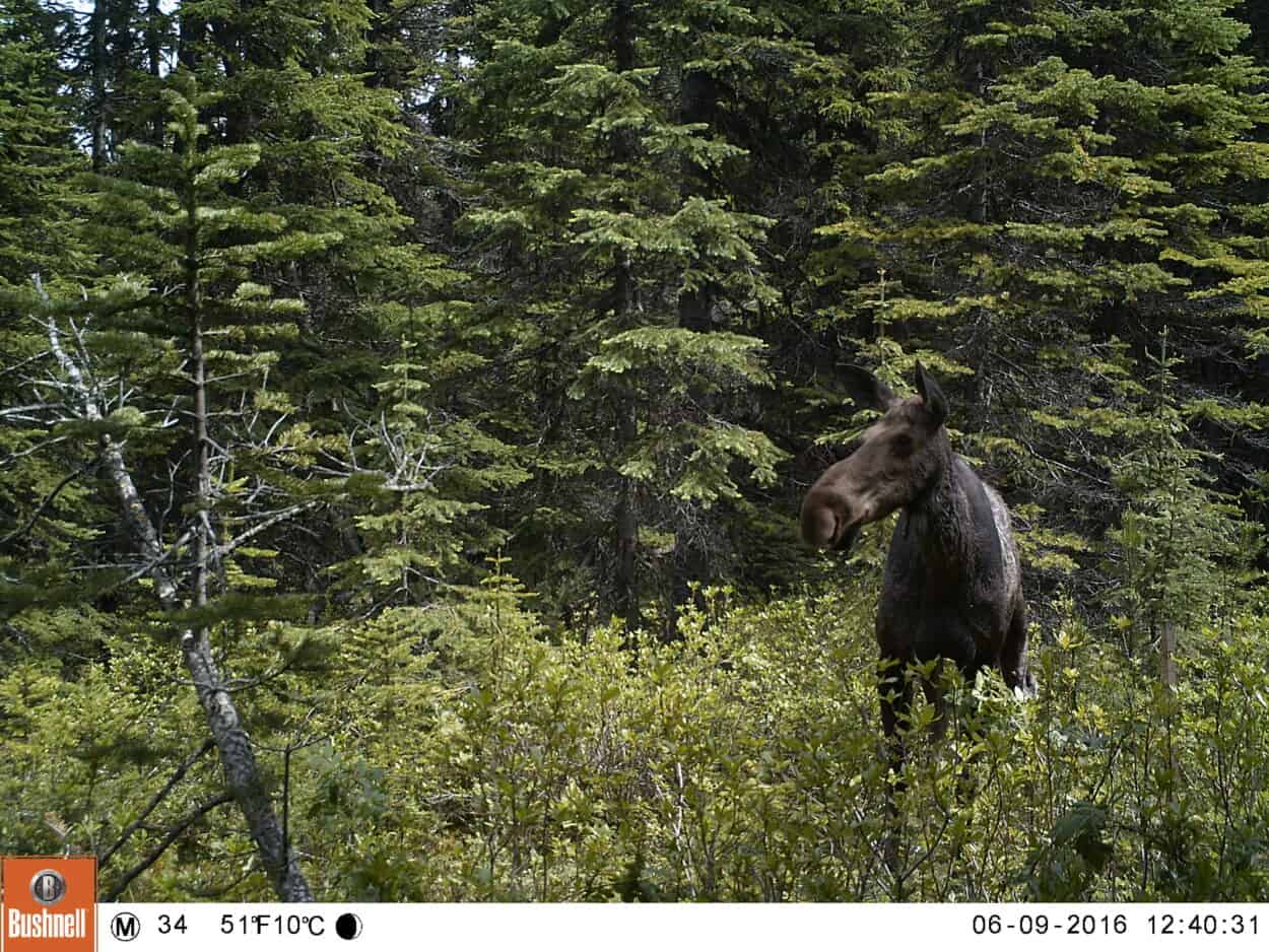 Moose gravitate toward seismic lines - The Wildlife Society