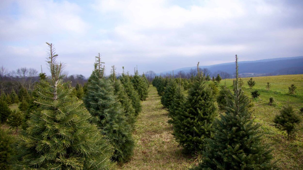 Are Christmas tree farms a gift for wildlife? - The Wildlife Society