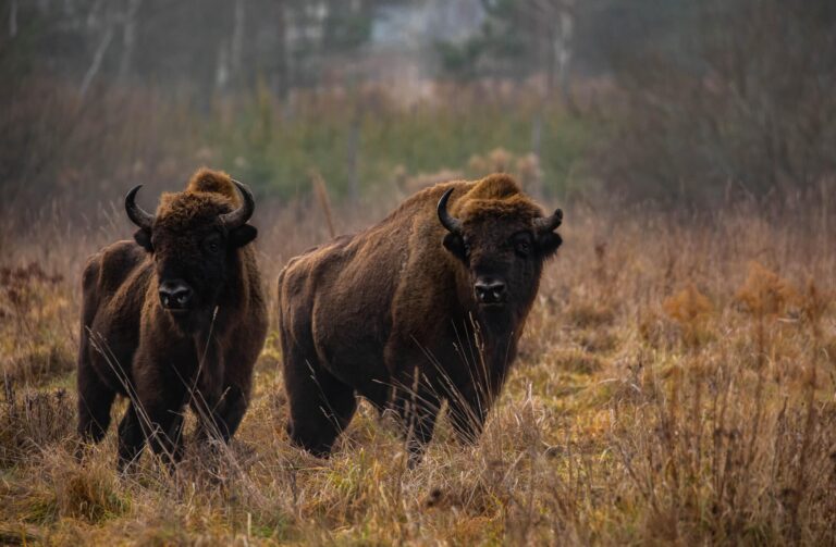 Bison reintroduction considered in Montana refuge - The Wildlife Society