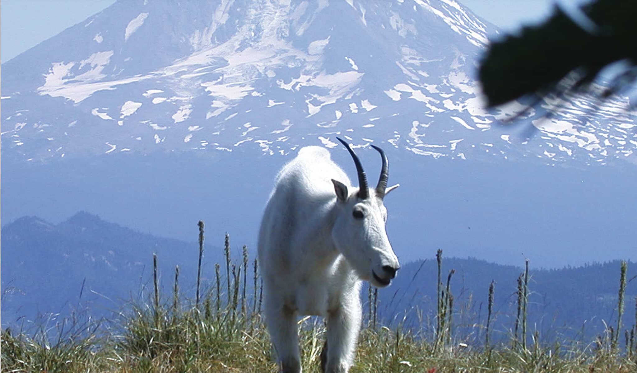 THE WILDLIFE SOCIETY - HOME