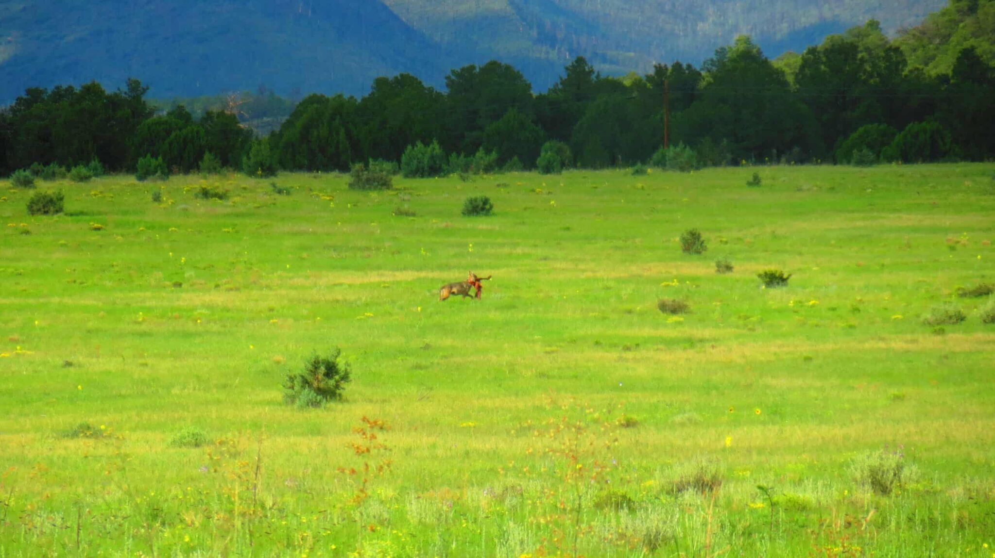 Mexican wolves go after same prey as gray wolves - The Wildlife Society