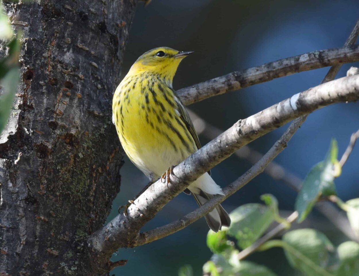 Where do birds go when they need a rest? - The Wildlife Society