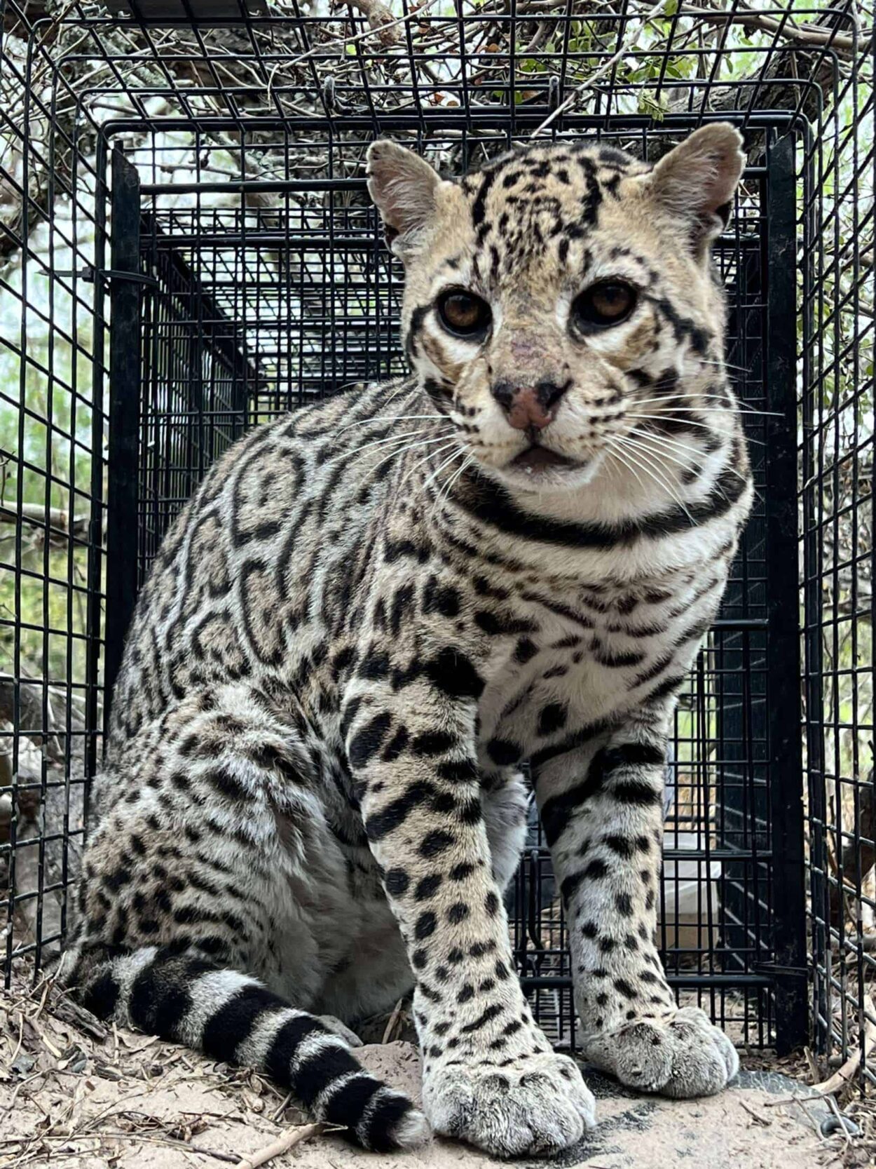 Moon sheds new light on how ocelots and bobcats share the landscape ...