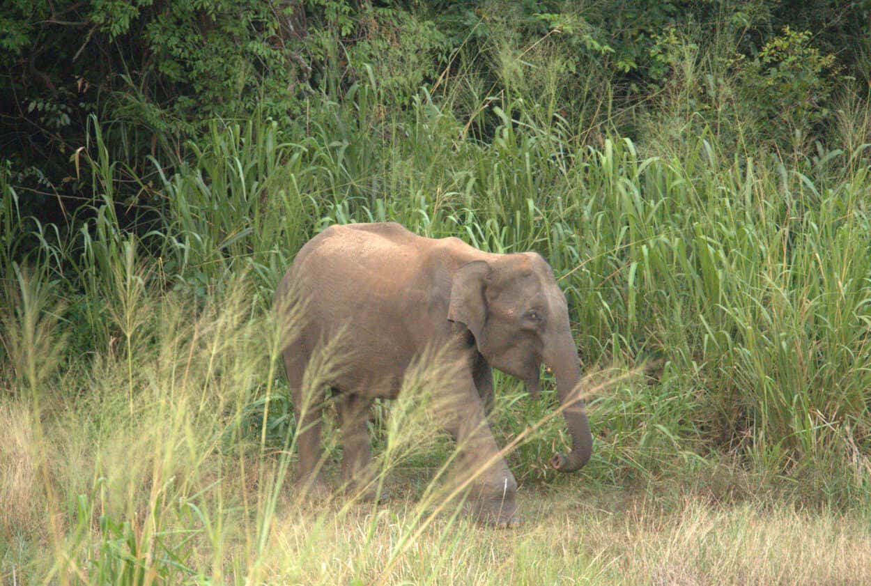 TWS 2023: Plants repel Asian elephants from crops - The Wildlife Society