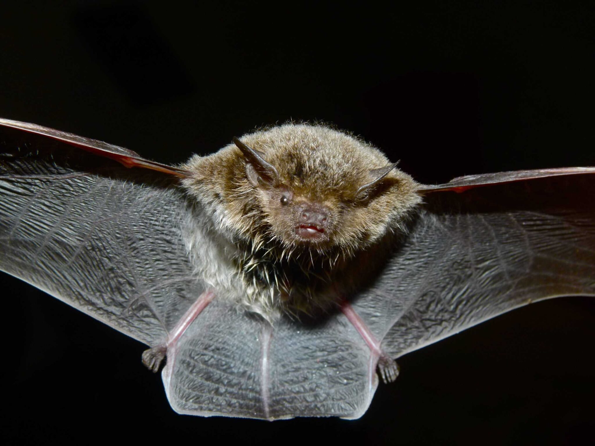 JWM: Swimming pools boost South African bat numbers - The Wildlife Society