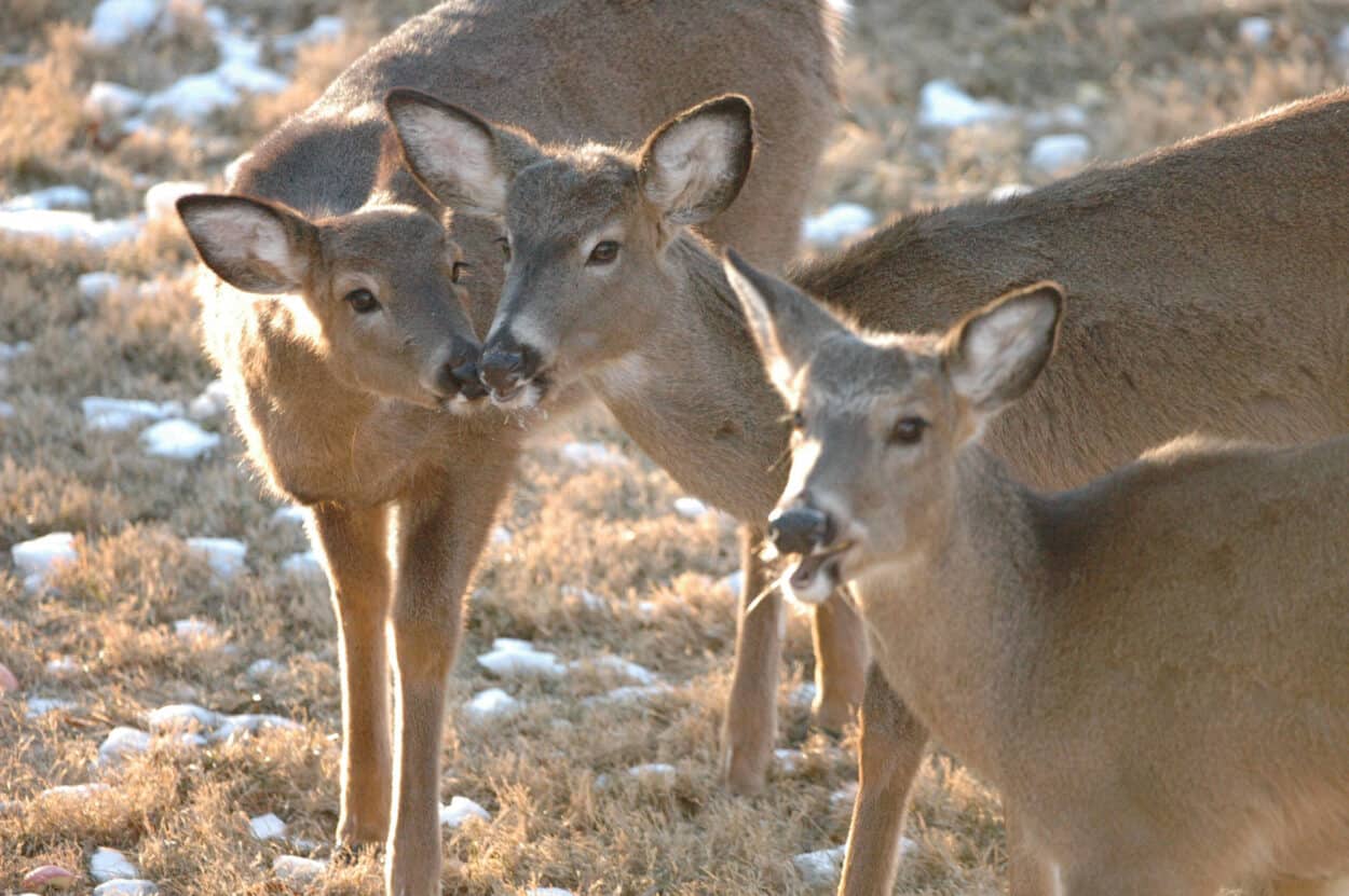 Technique simplifies disease sampling in wildlife - The Wildlife Society